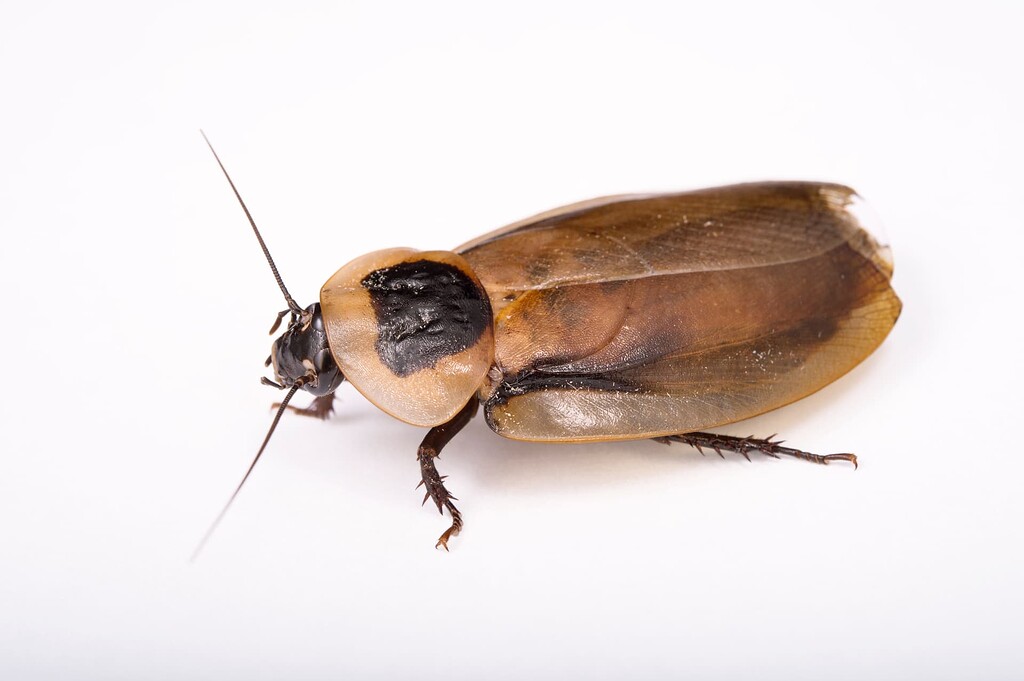 Recommended Cockroach Species for RoboRoach Experiments - Experiments ...